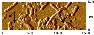 AFM images of bacteria